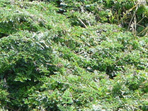 other grass texture 0034 - Texturelib